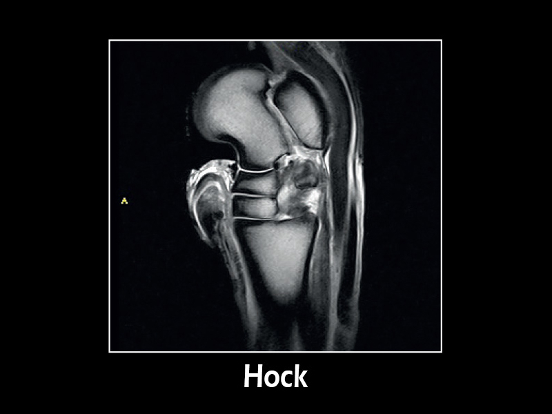 G-scan equine: Hock - Turkey